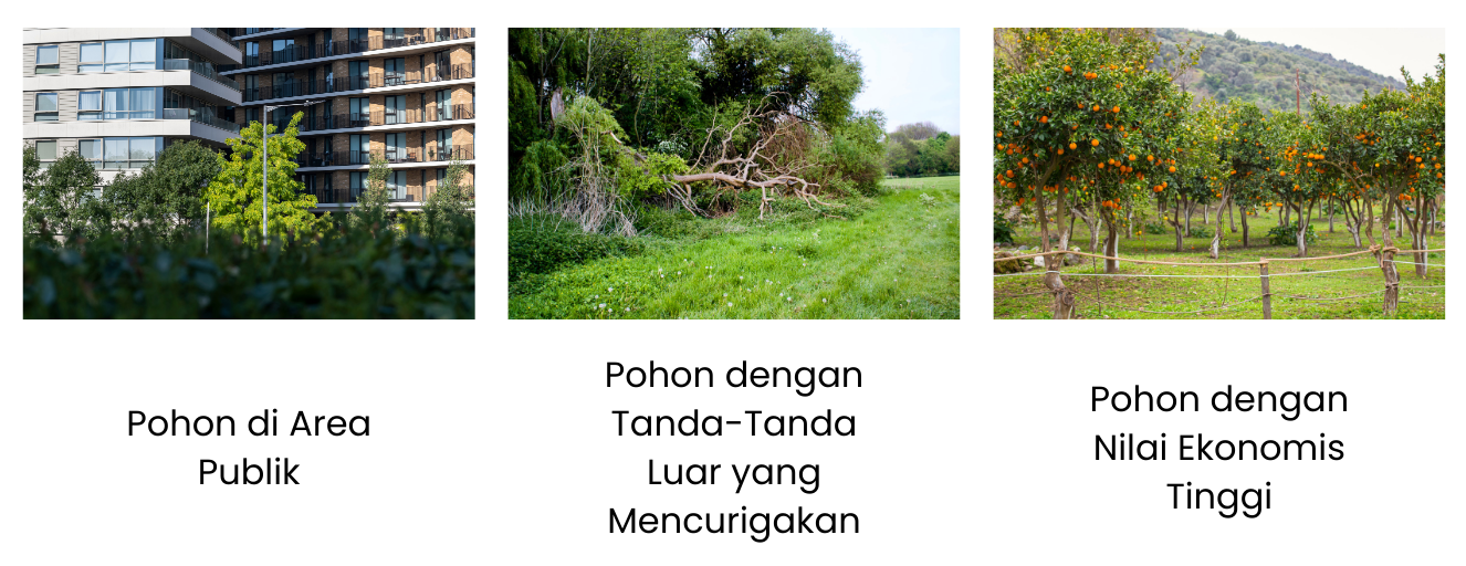 Akuratkah ArborElectro dalam Mengetahui Keberadaan Jamur di Pohon ...